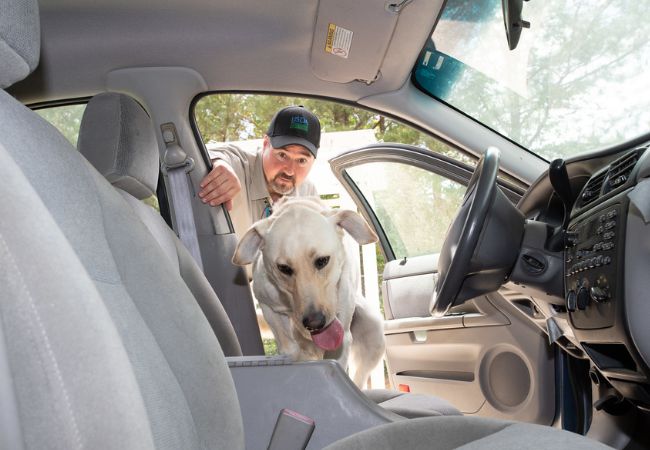 APHIS trainer and a K9 trainee during vehicle training exercise.