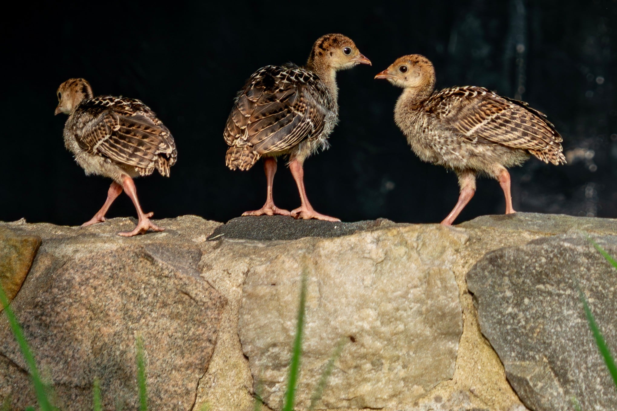 A family of fowl visits Grand Valley