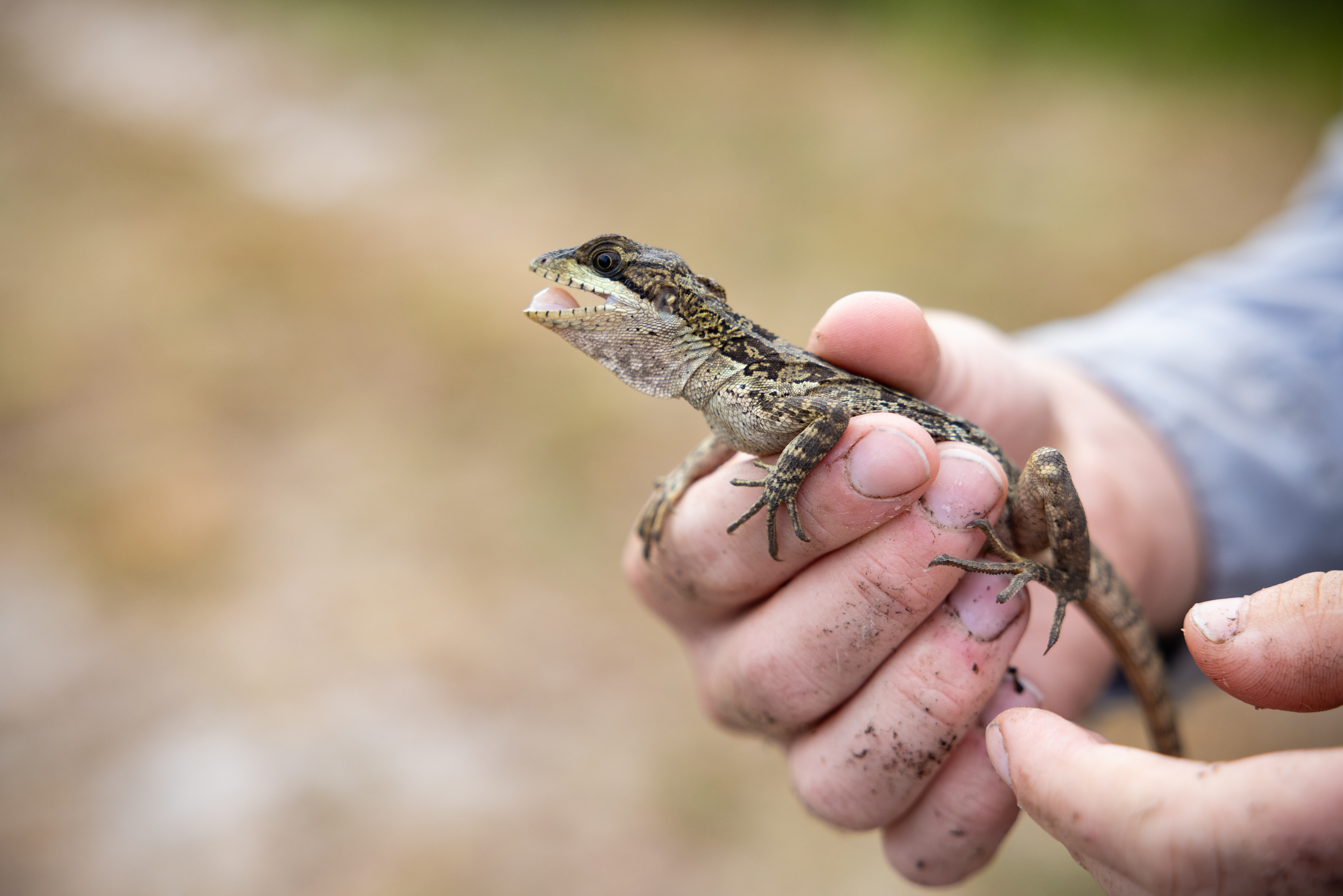 The Salamander Whisperer
