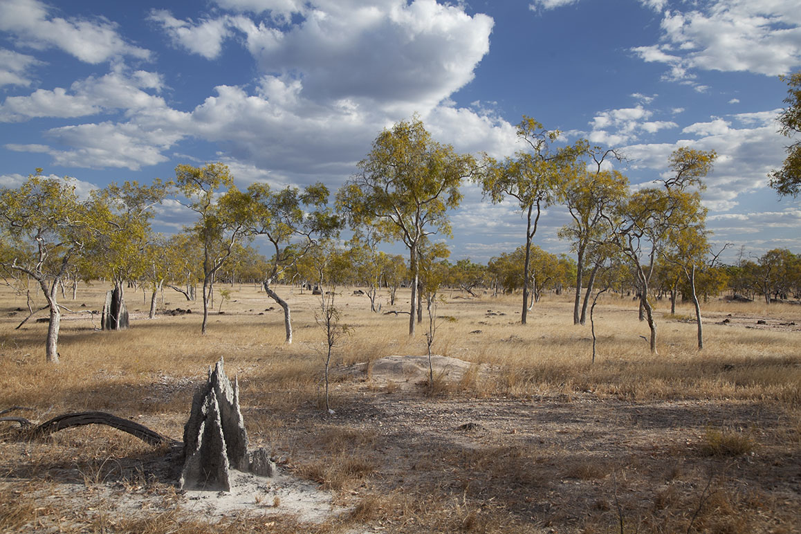 Termite mounds scattered across the beautiful landscape of Olkola country