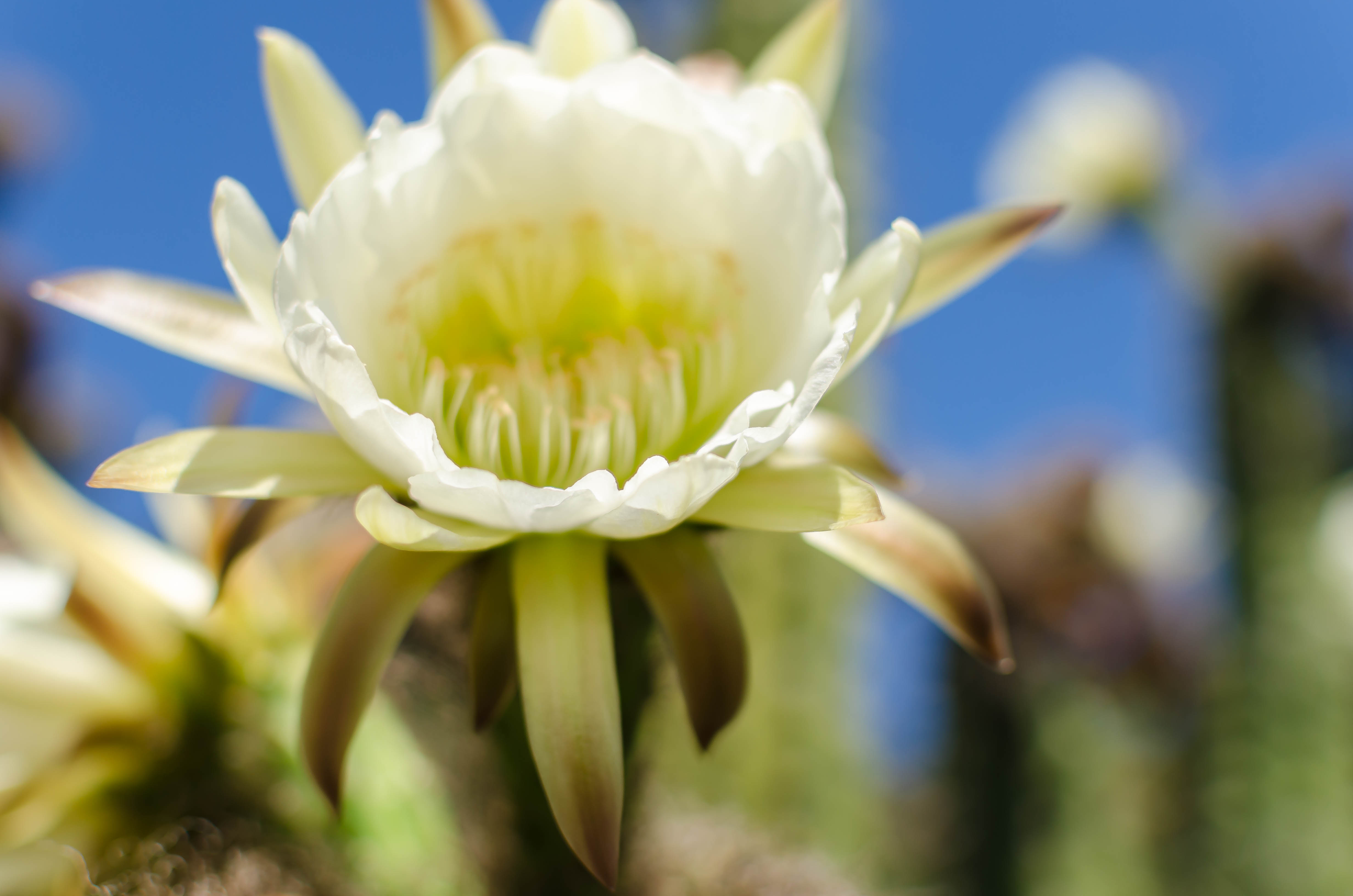 Botanical Gardens