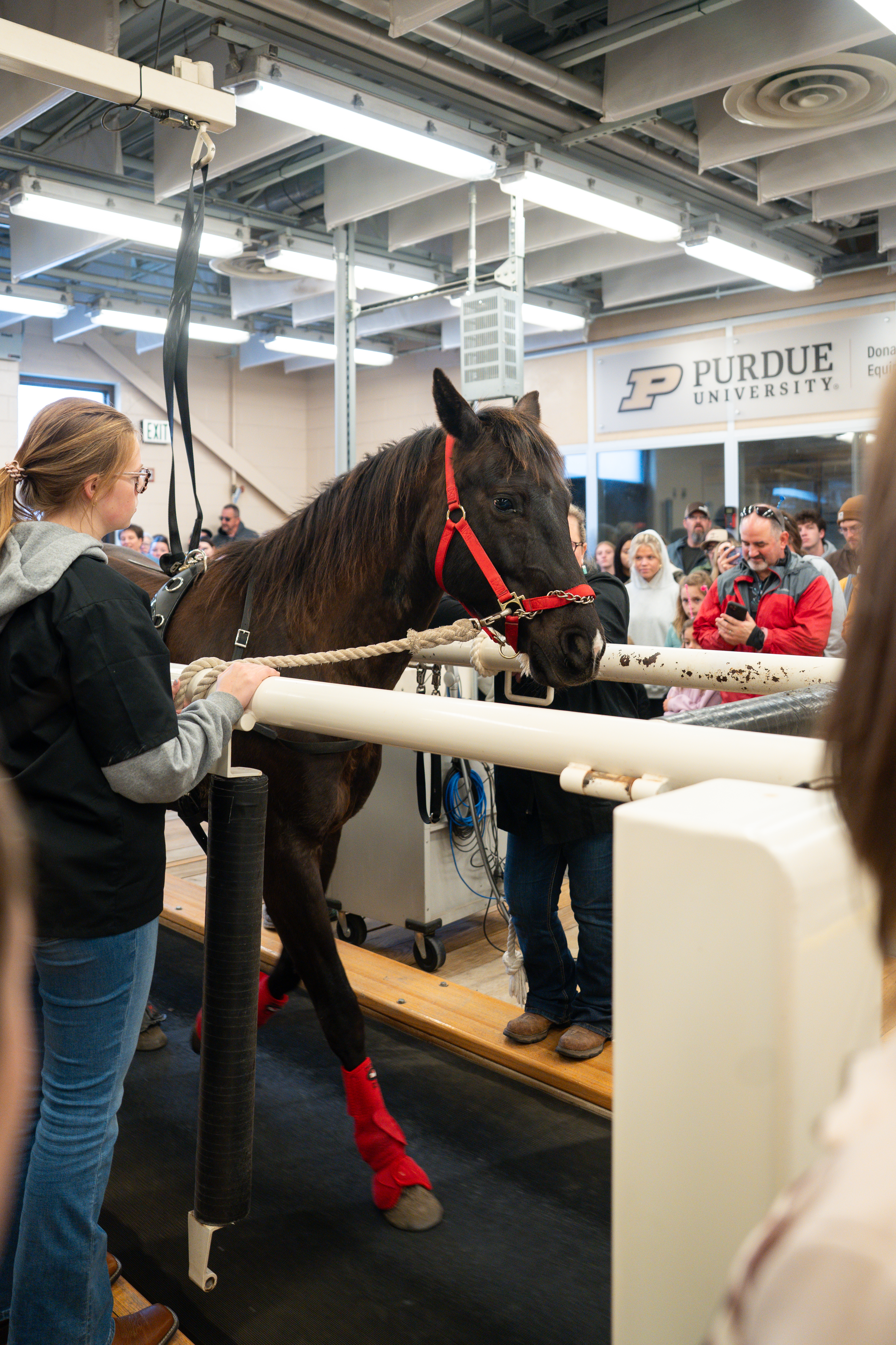 At Spring Fest 2026, a brown horse in red leg wraps walks on a ...