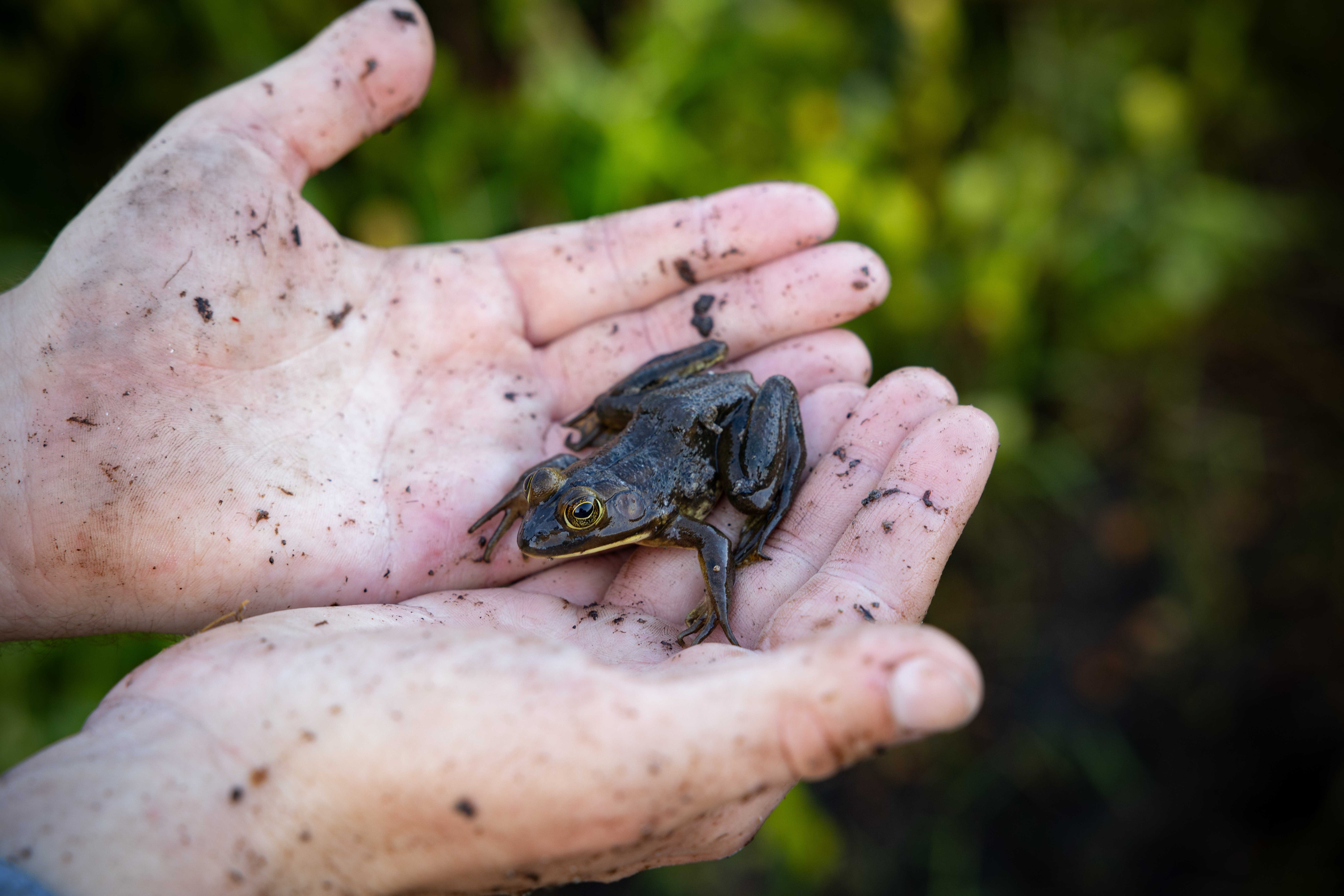 The Salamander Whisperer