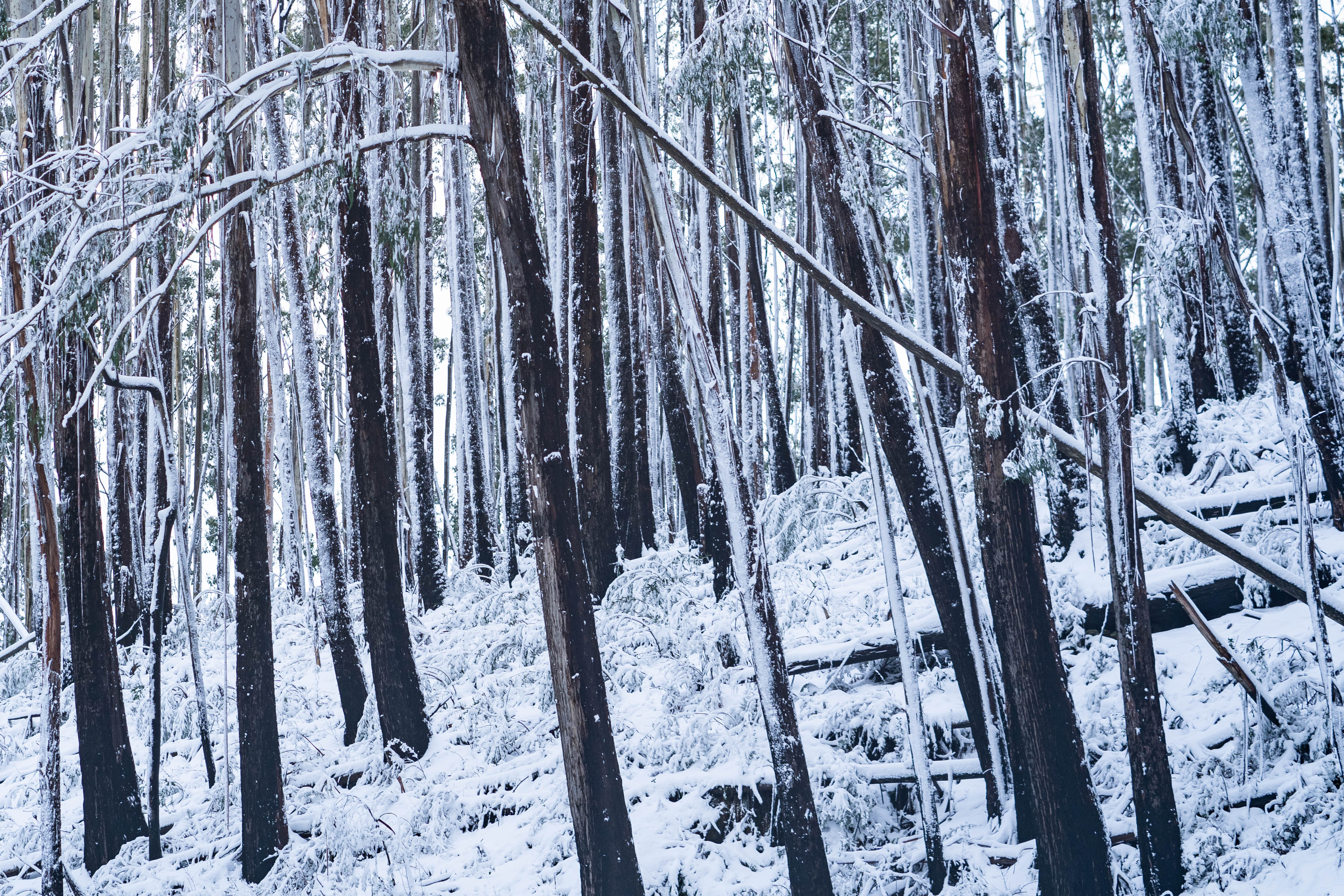 Australian Alps Walking Track
