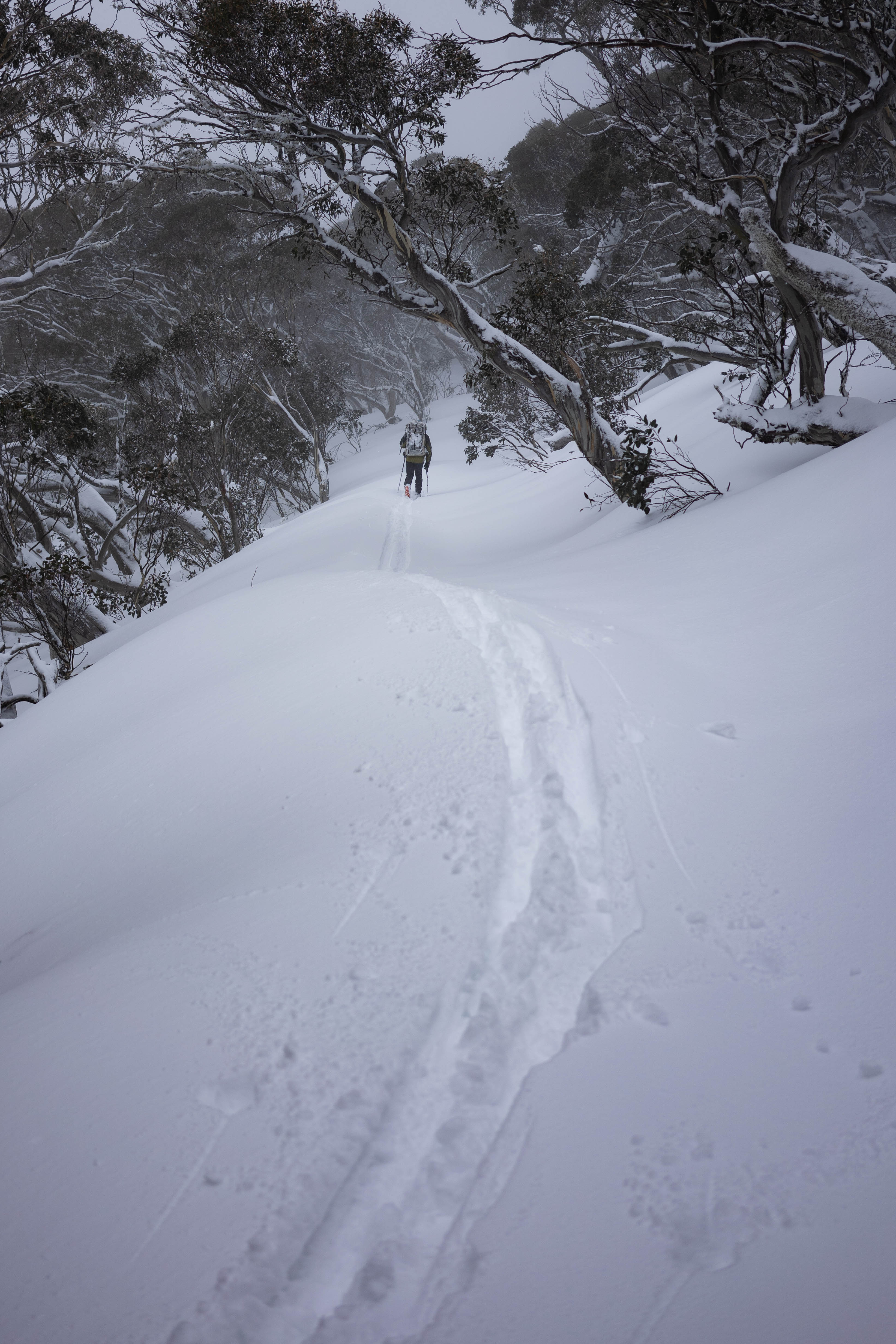 Australian Alps Walking Track