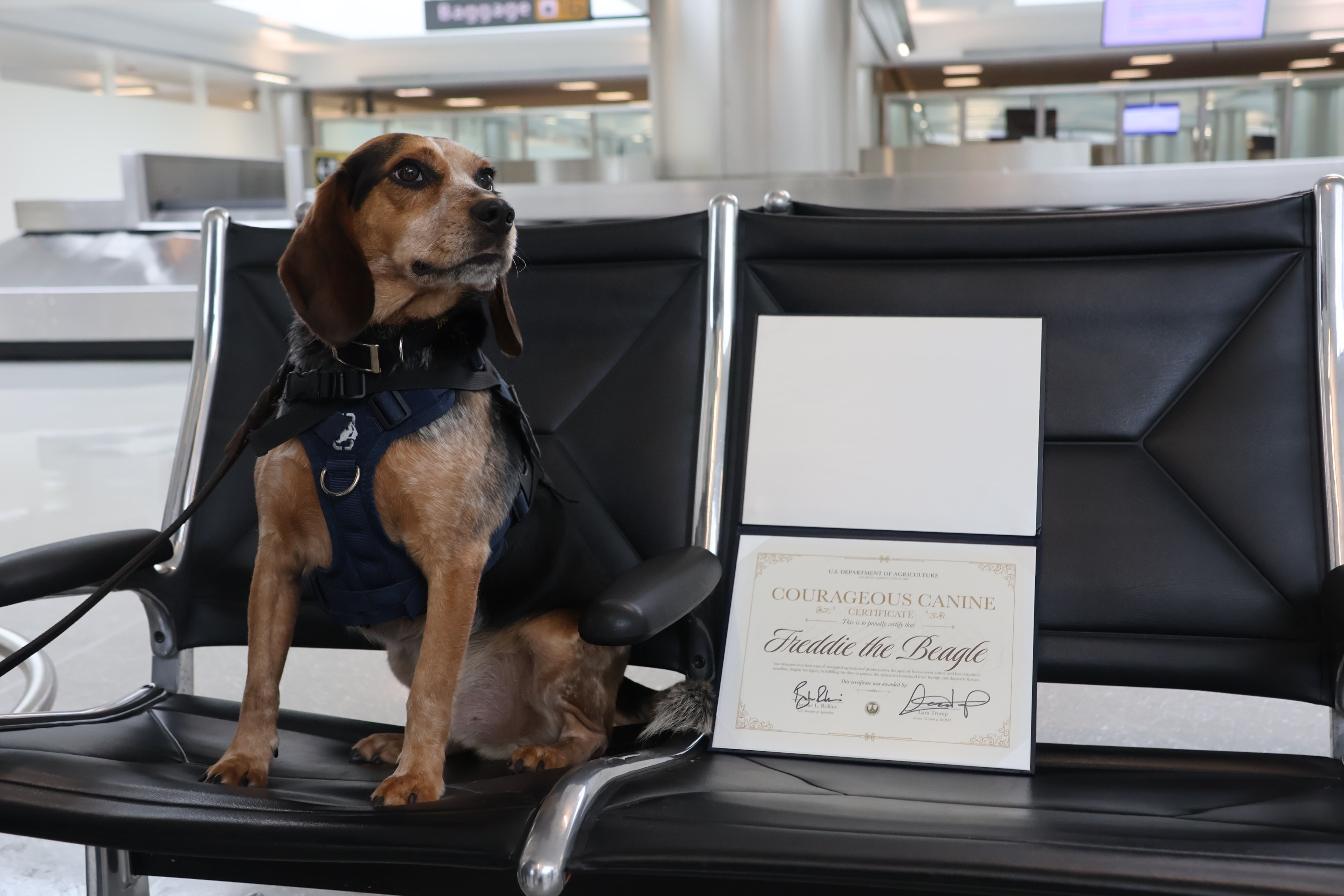 Freddie, a five-year-old Beagle who works as a Customs and Border ...