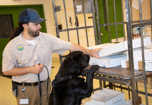 K9 handler trainee and K9 trainee conducting a mail inspection exercise ...