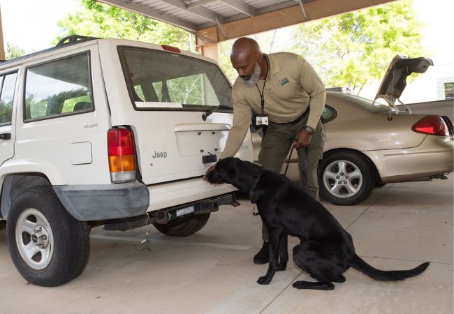 APHIS trainer and a K9 trainee during vehicle training exercise.