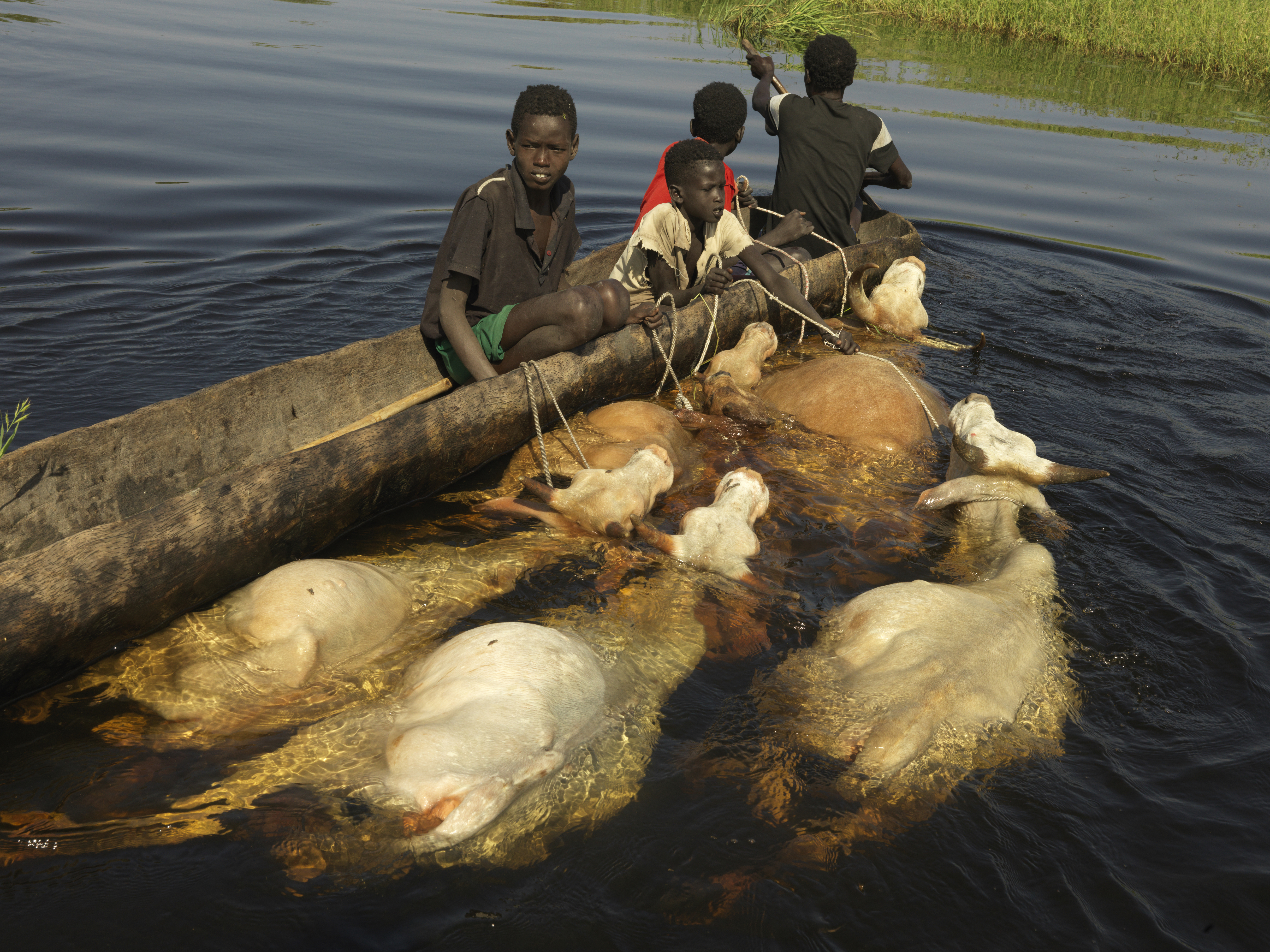 Boys row cattle to higher ground in Fangak County, Jonglei State, after ...
