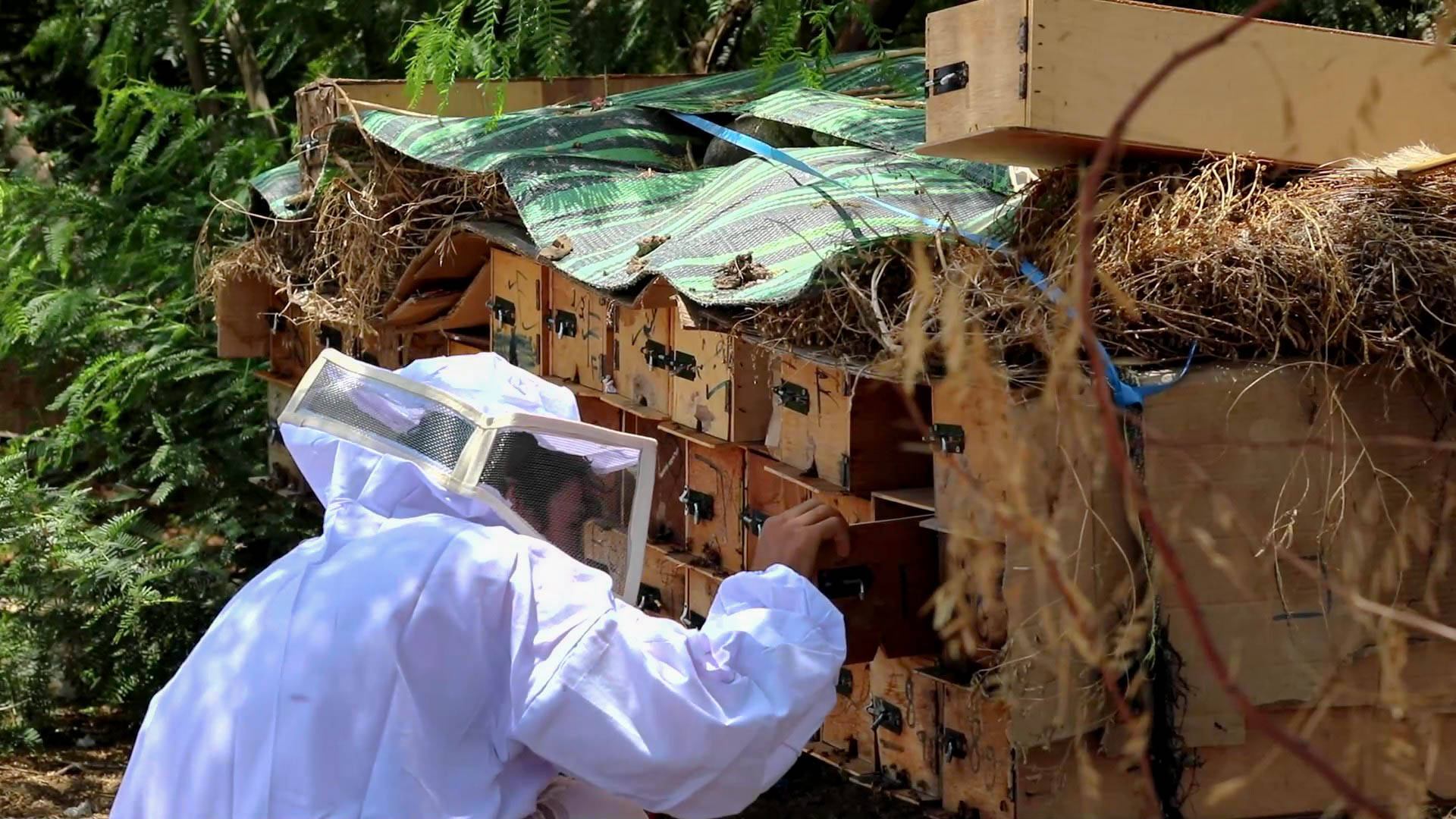 Beekeeping in Yemen