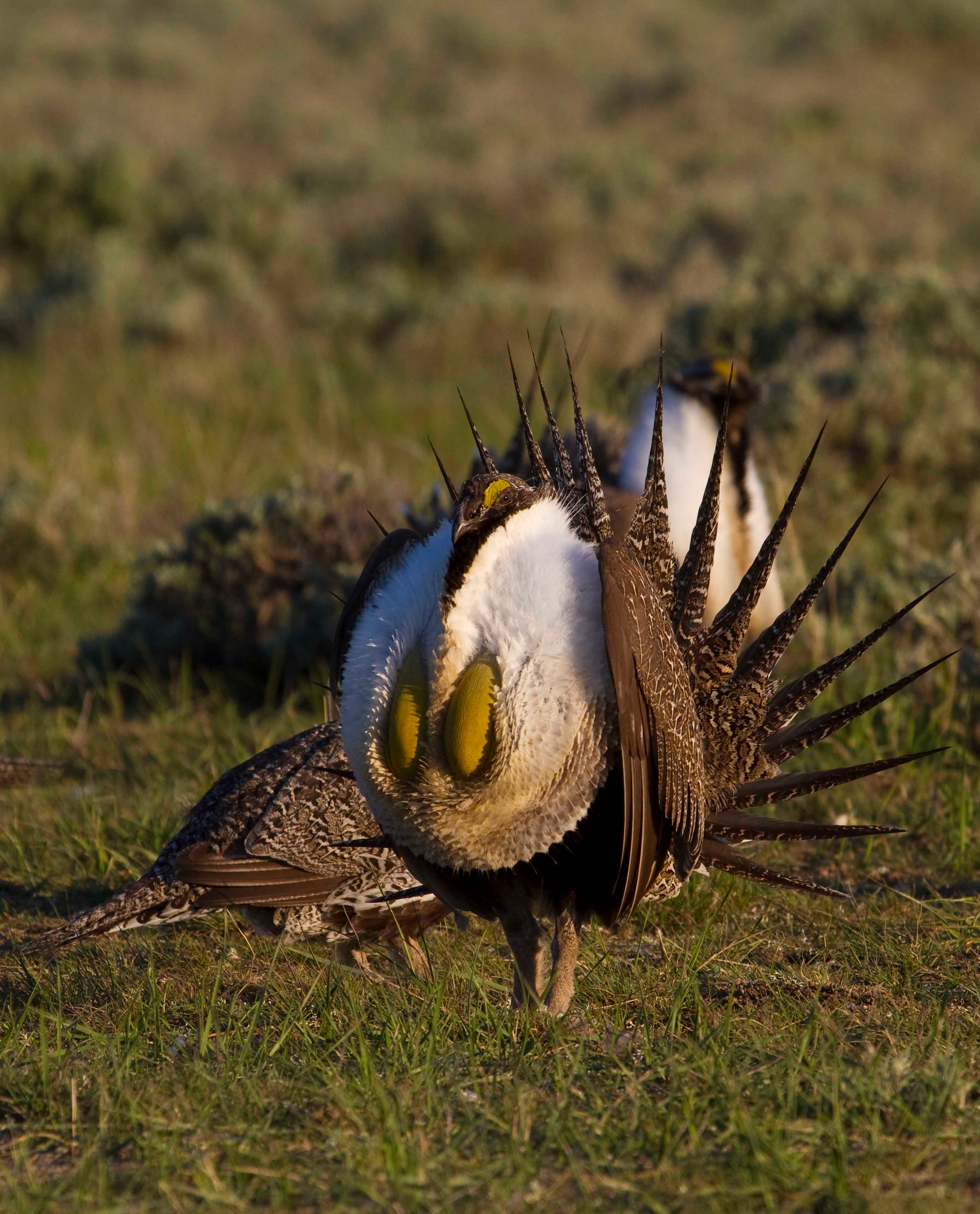 Kestrel Camp