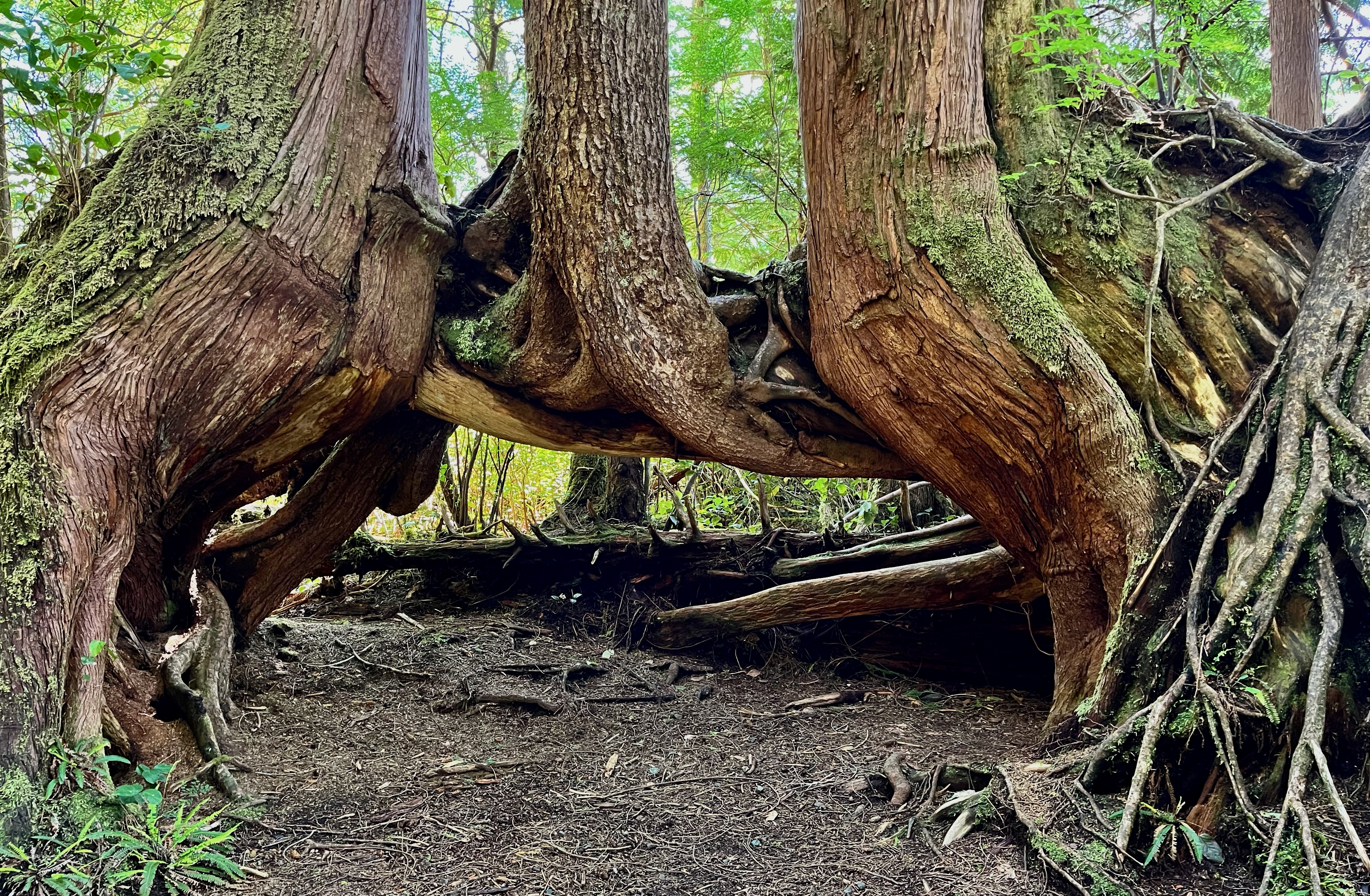 reorder photo add a link to this photo un fill row remove