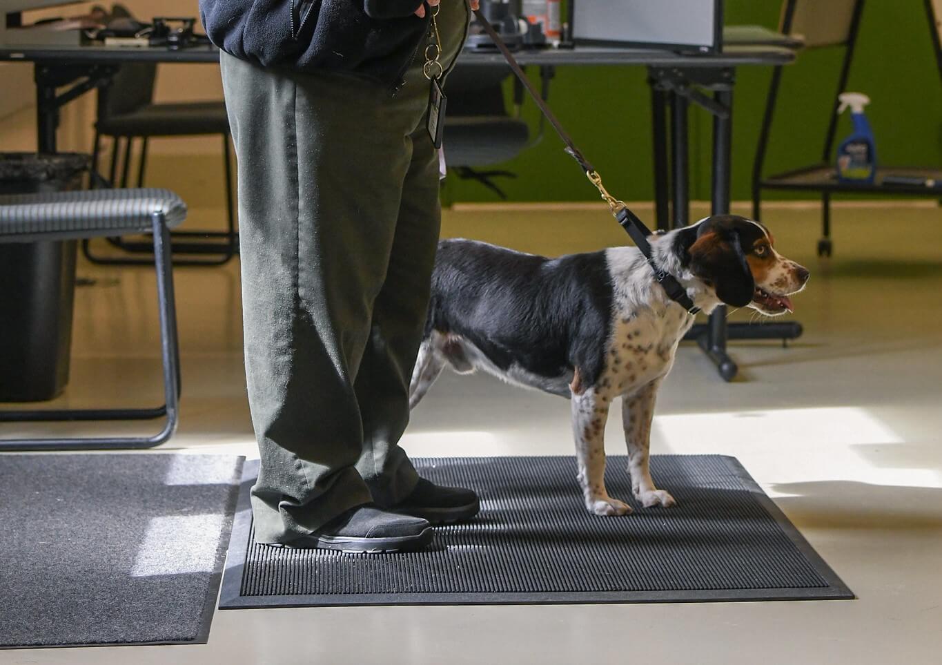 Specialist Monica Errico and Detector Dog Trainee Phillip demonstrating ...