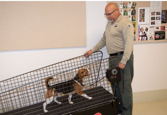 K9 trainee getting exercise on doggie treadmill.
