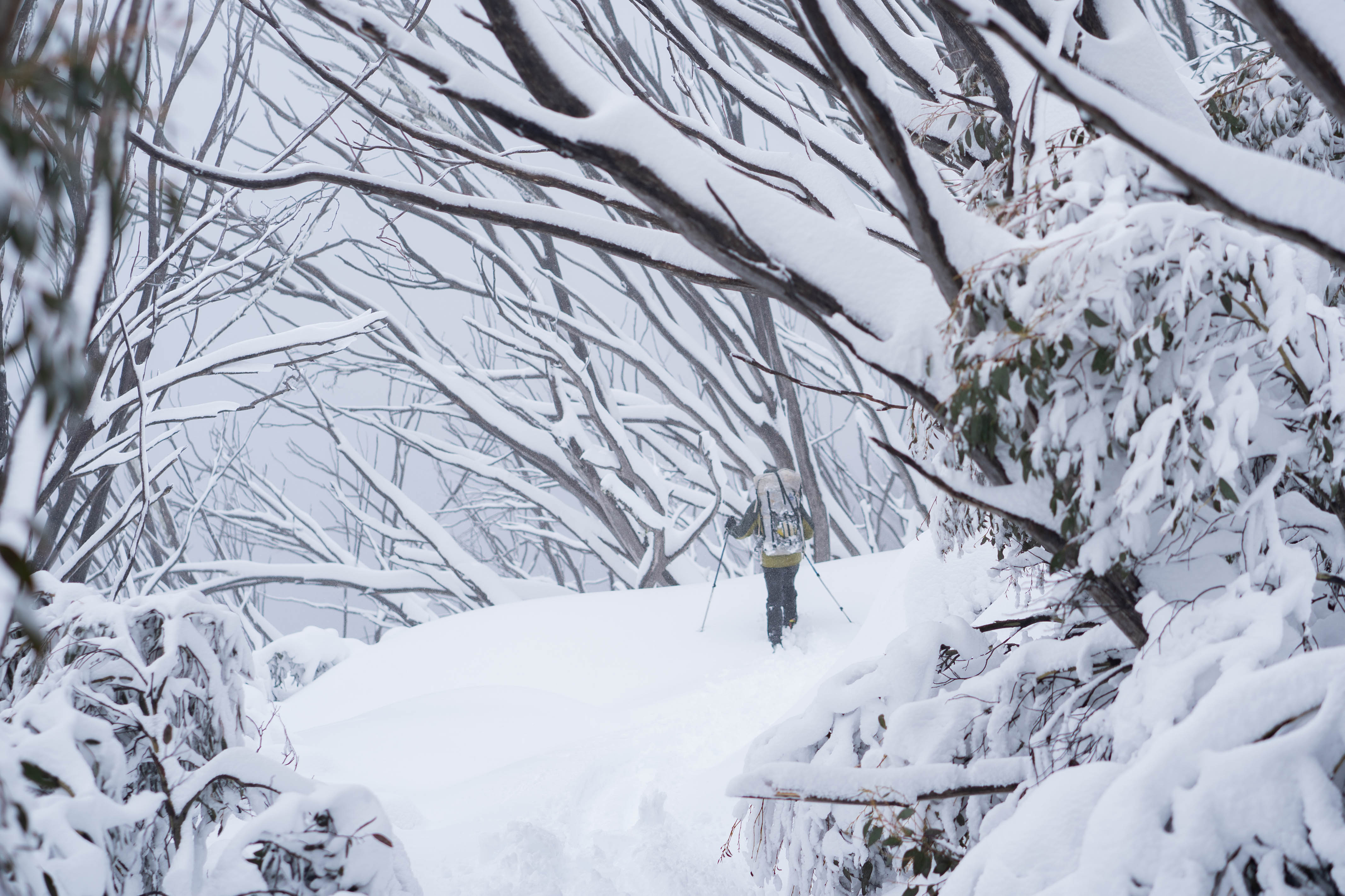Australian Alps Walking Track