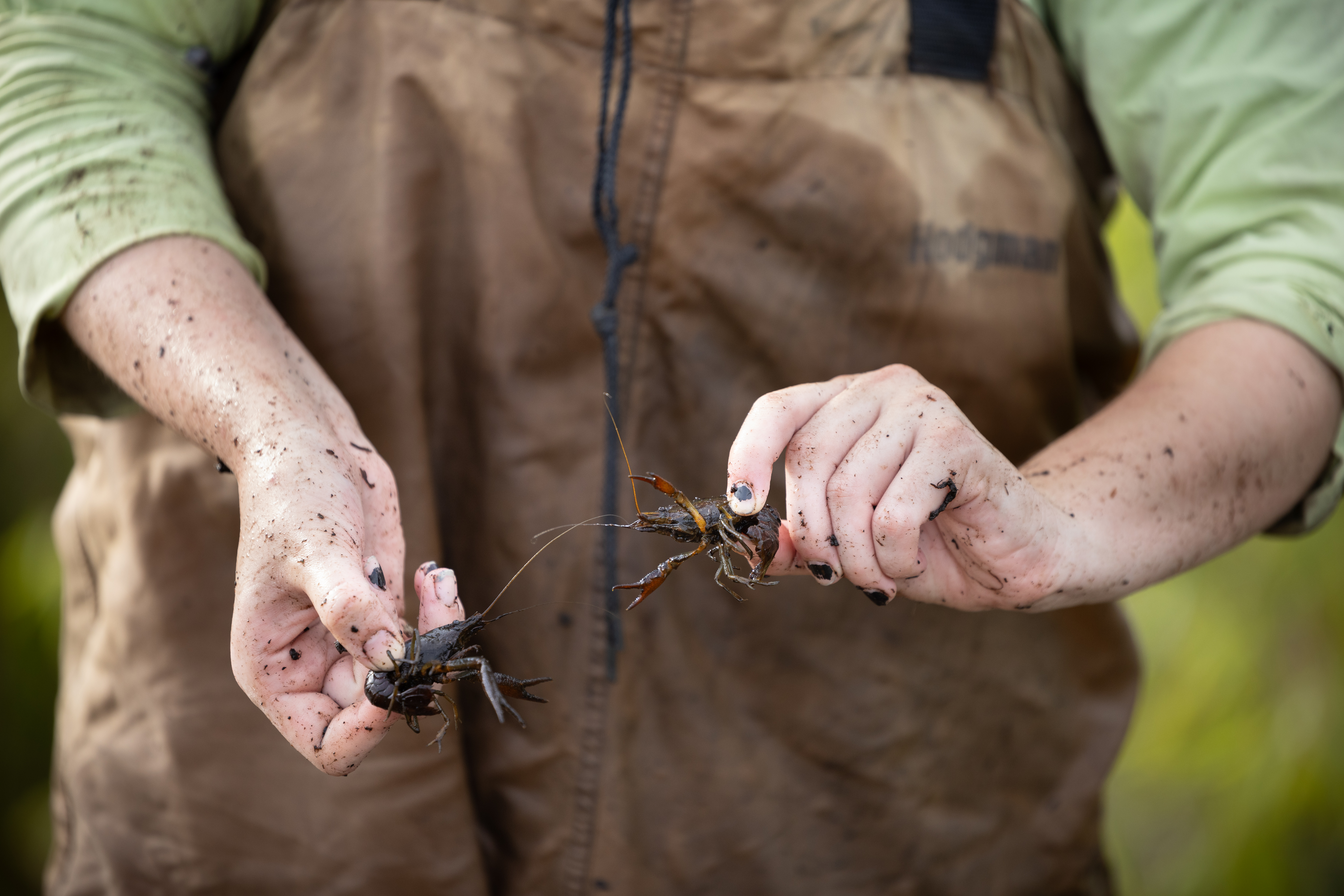 The Salamander Whisperer