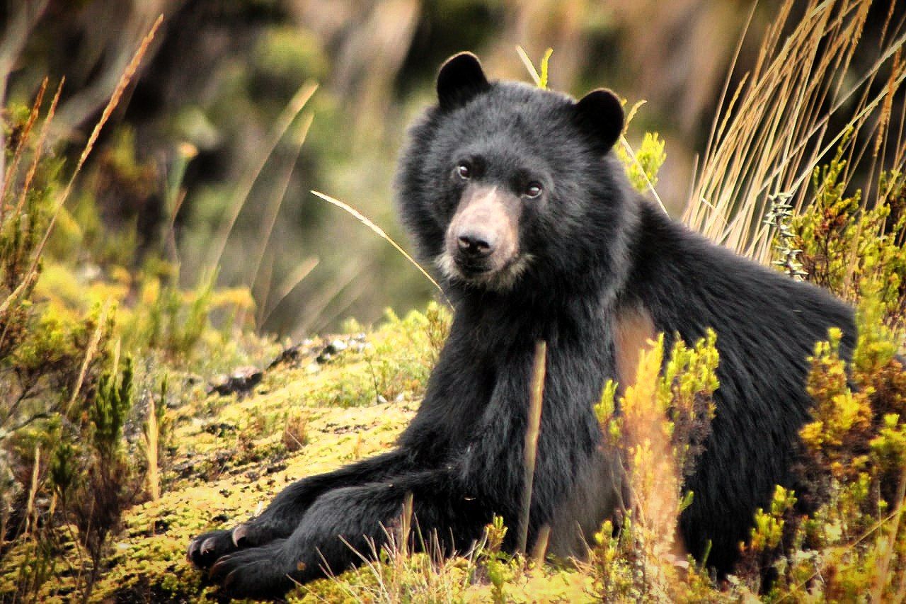 Andean bear, Chingaza, Eastern Cordillera, Colombia. Photo: Jairo ...