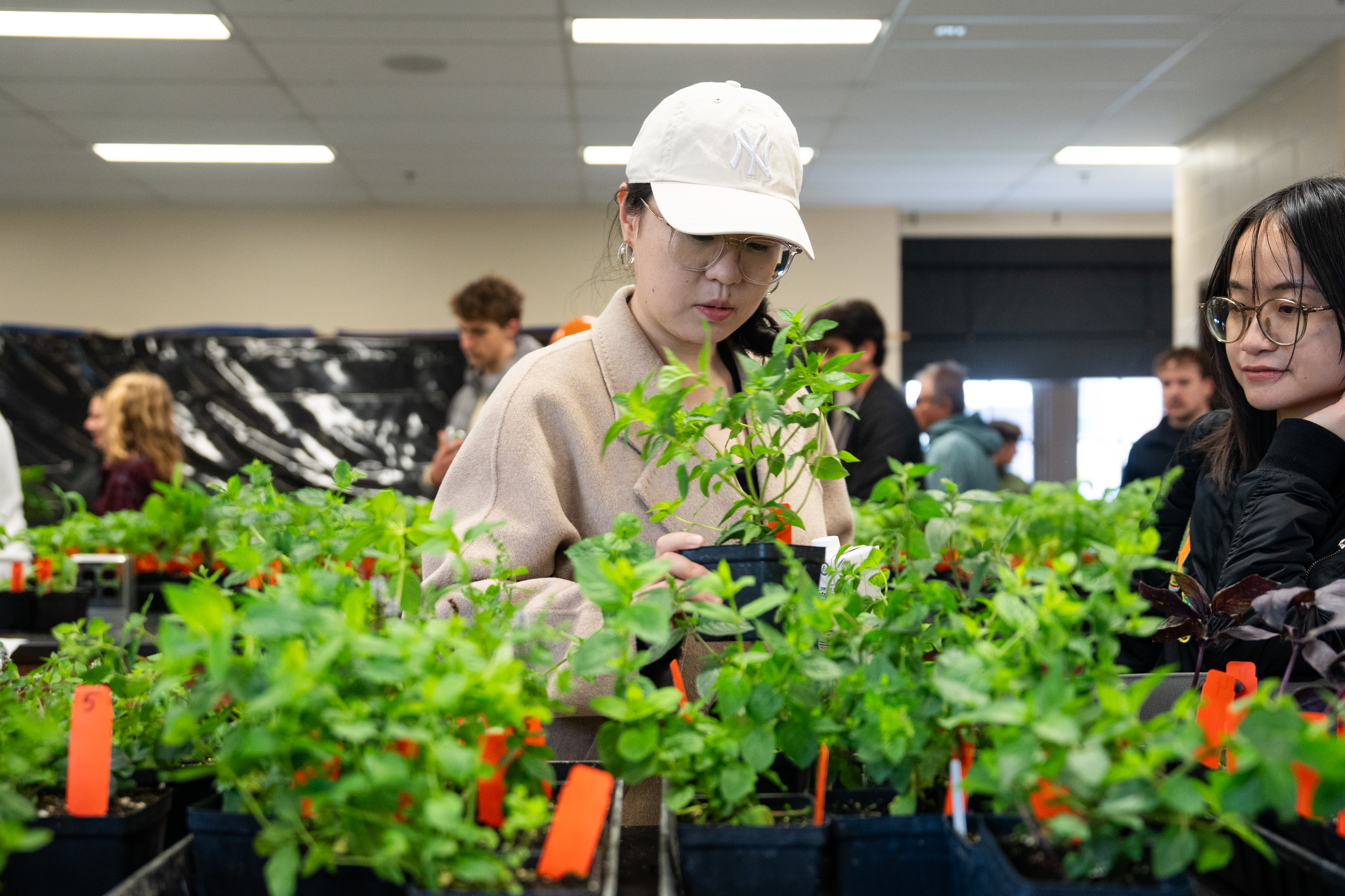 Woman in baseball cap examines potted plant at Spring Fest. Rows of ...