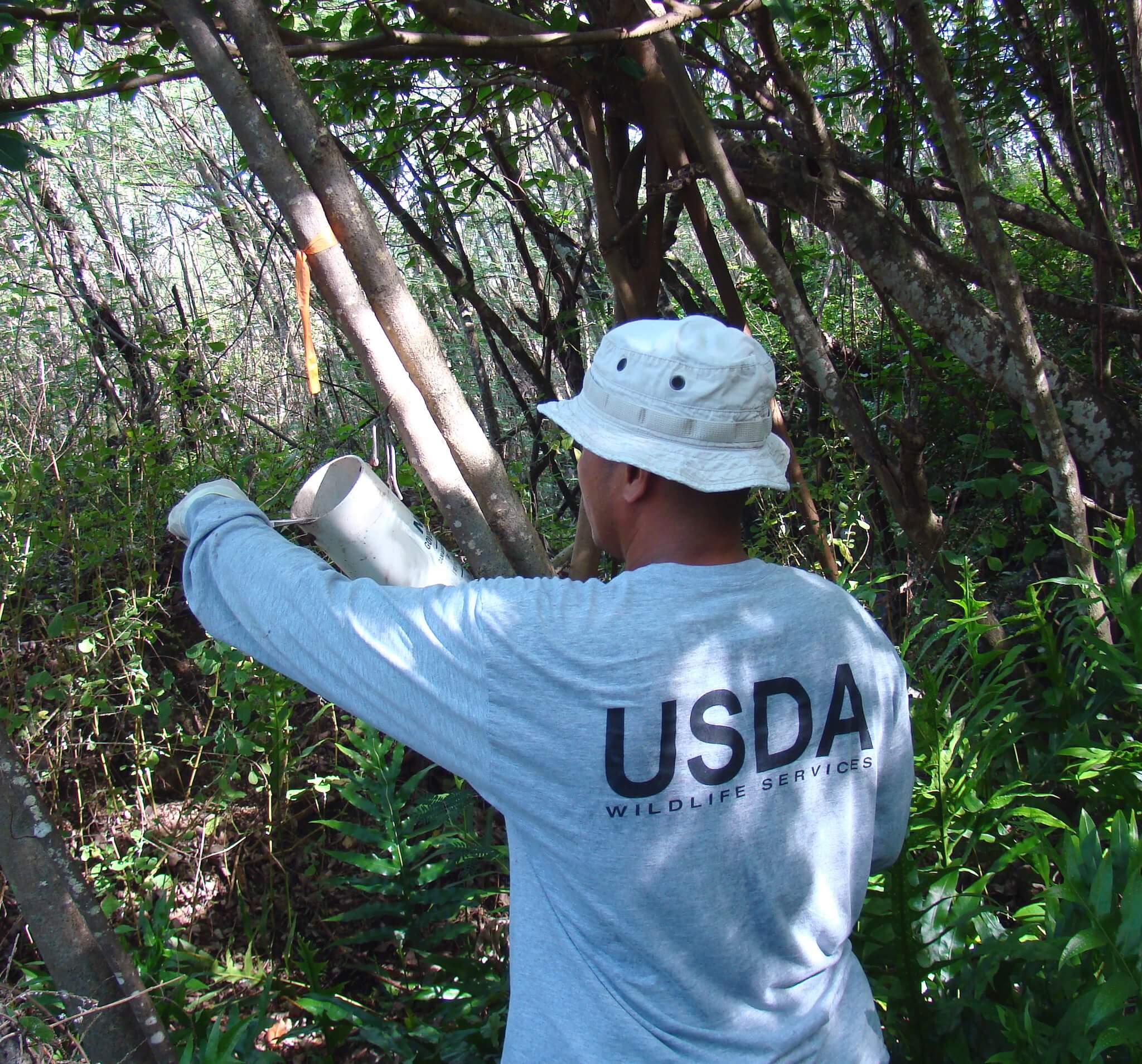 USDA Detector Dogs