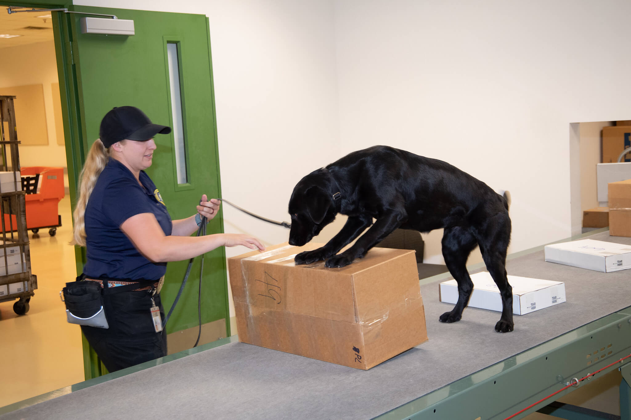 USDA Detector Dogs