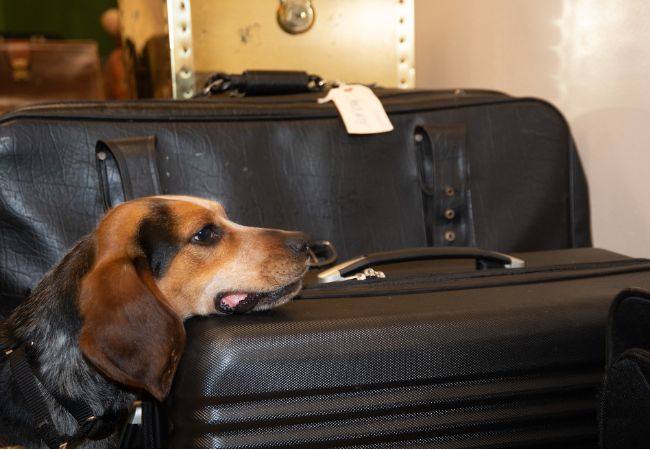 K9 trainee learns to inspect luggage.