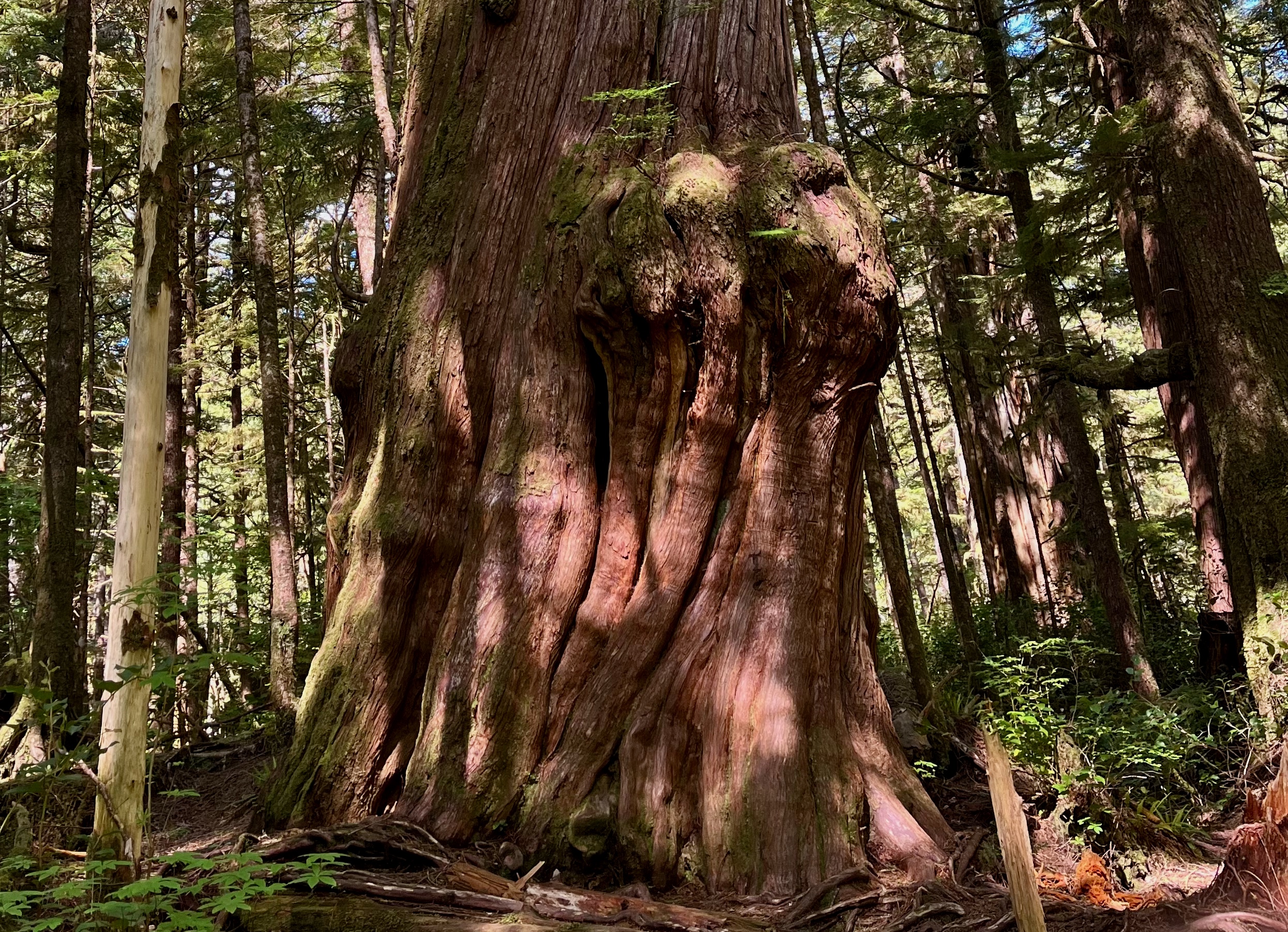 reorder photo add a link to this photo un fill row remove