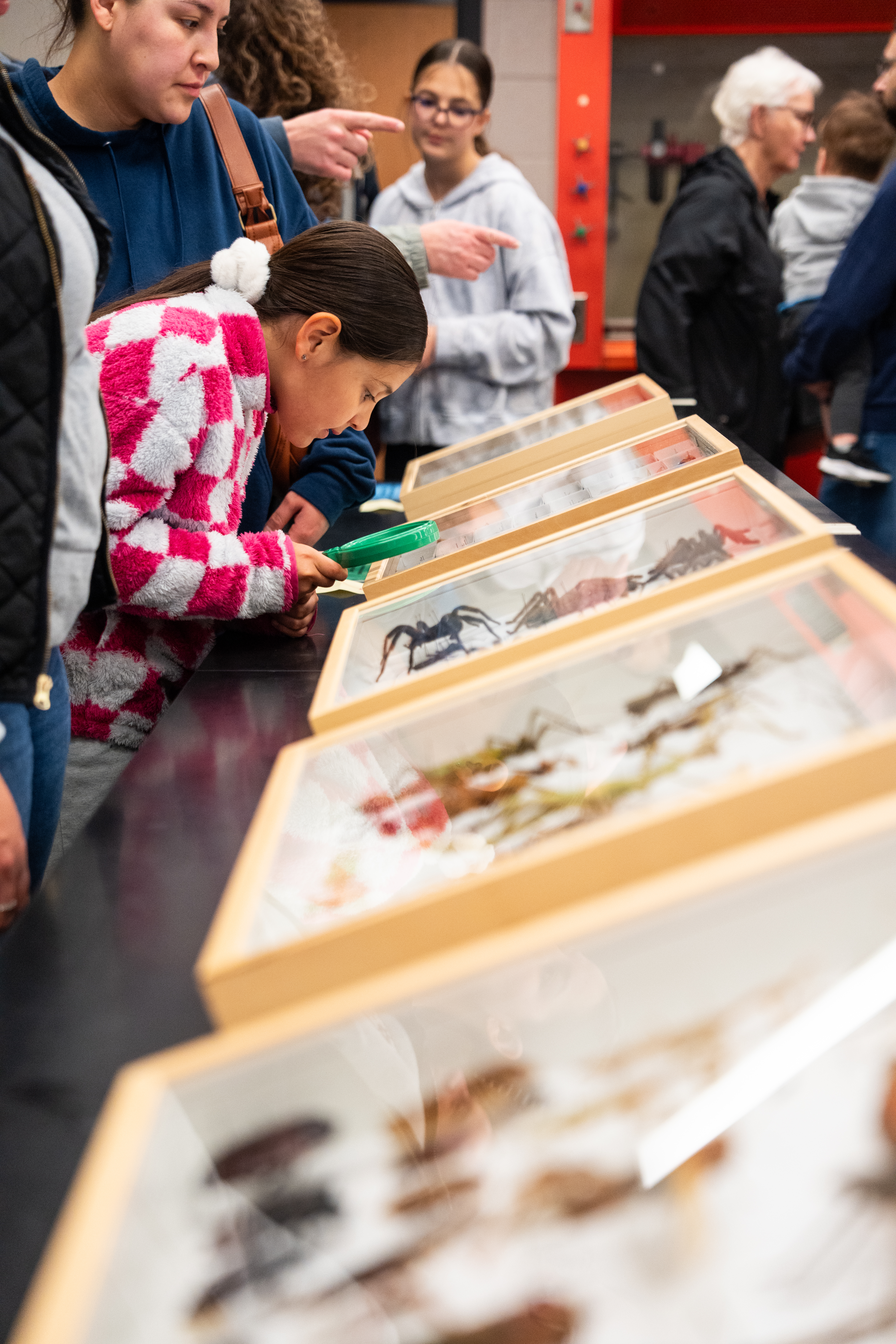Bug Bowl attendees examining the pinned insects collection.