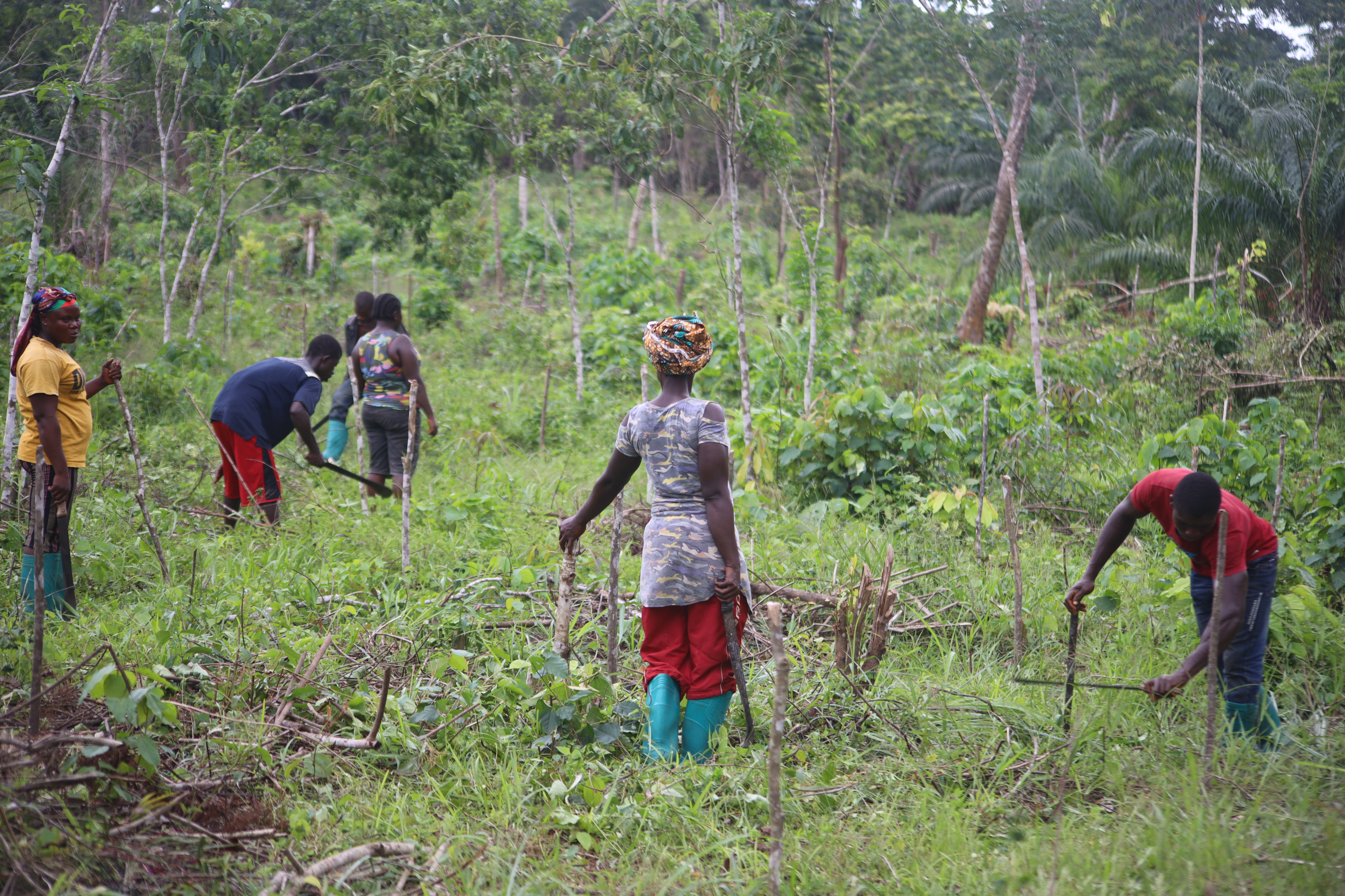 Seed garden preparation on tertiary forest land in Togbaville, Sinoe ...