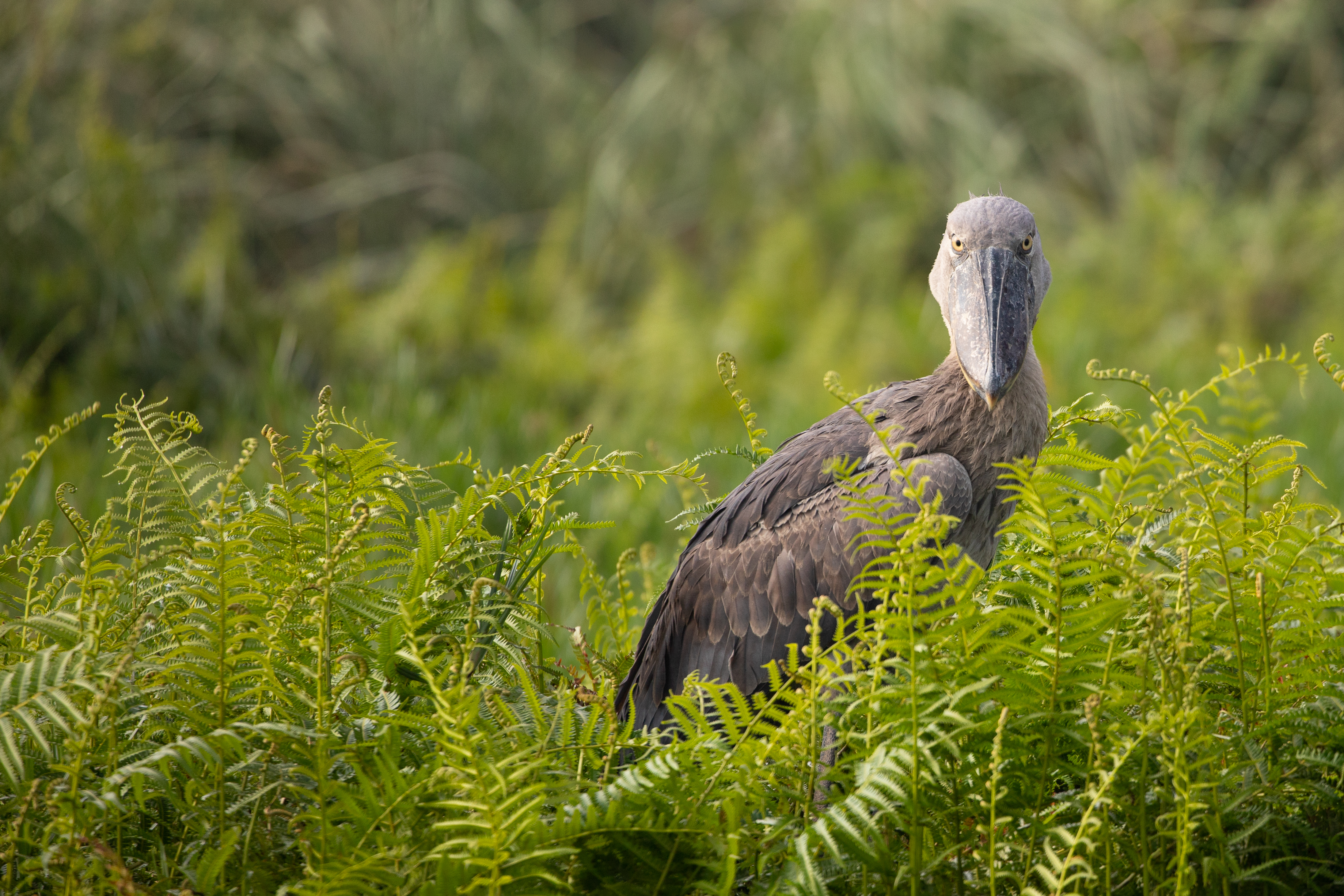 Javascript will need to be enable to see cover photo effects